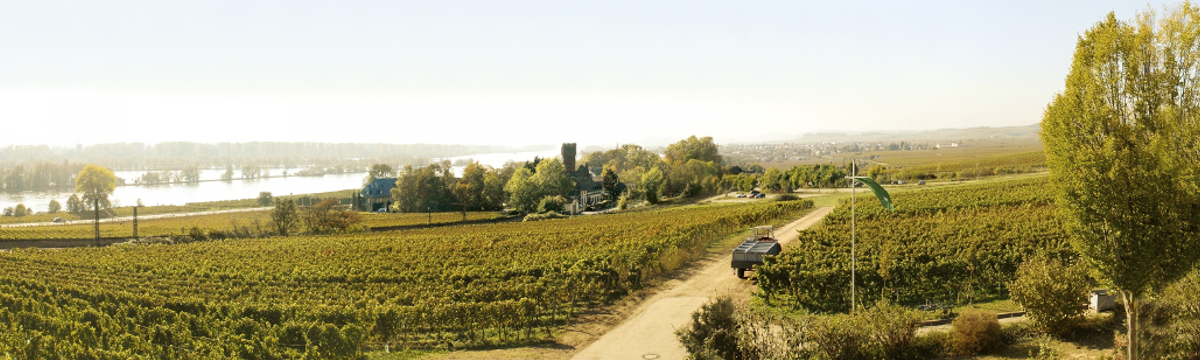 Barth Wein- und Sektgut aus dem Rheingau - Weingut